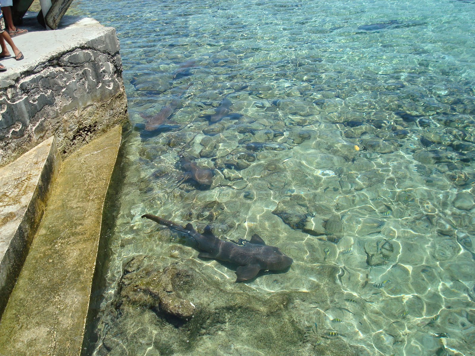 Island Passage: Staniel Cay - day 2