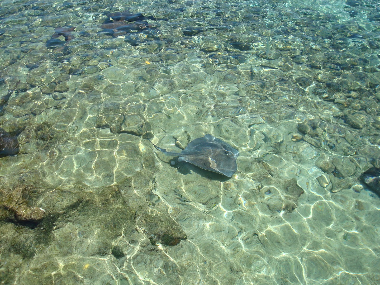 Island Passage: Staniel Cay - day 2