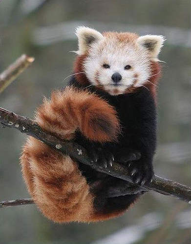 Subir//Quadrado [ ]: Firefox... o Panda-vermelho