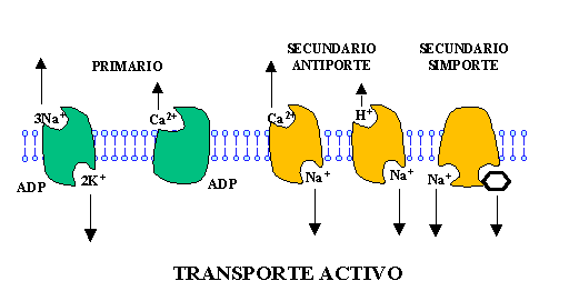 JuanK BCDC: TRANSPORTE ATRAVÉS DE MEMBRANA
