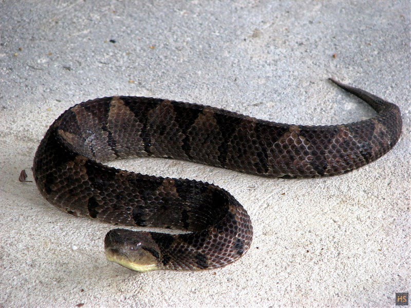 el salvador at emaze Presentation