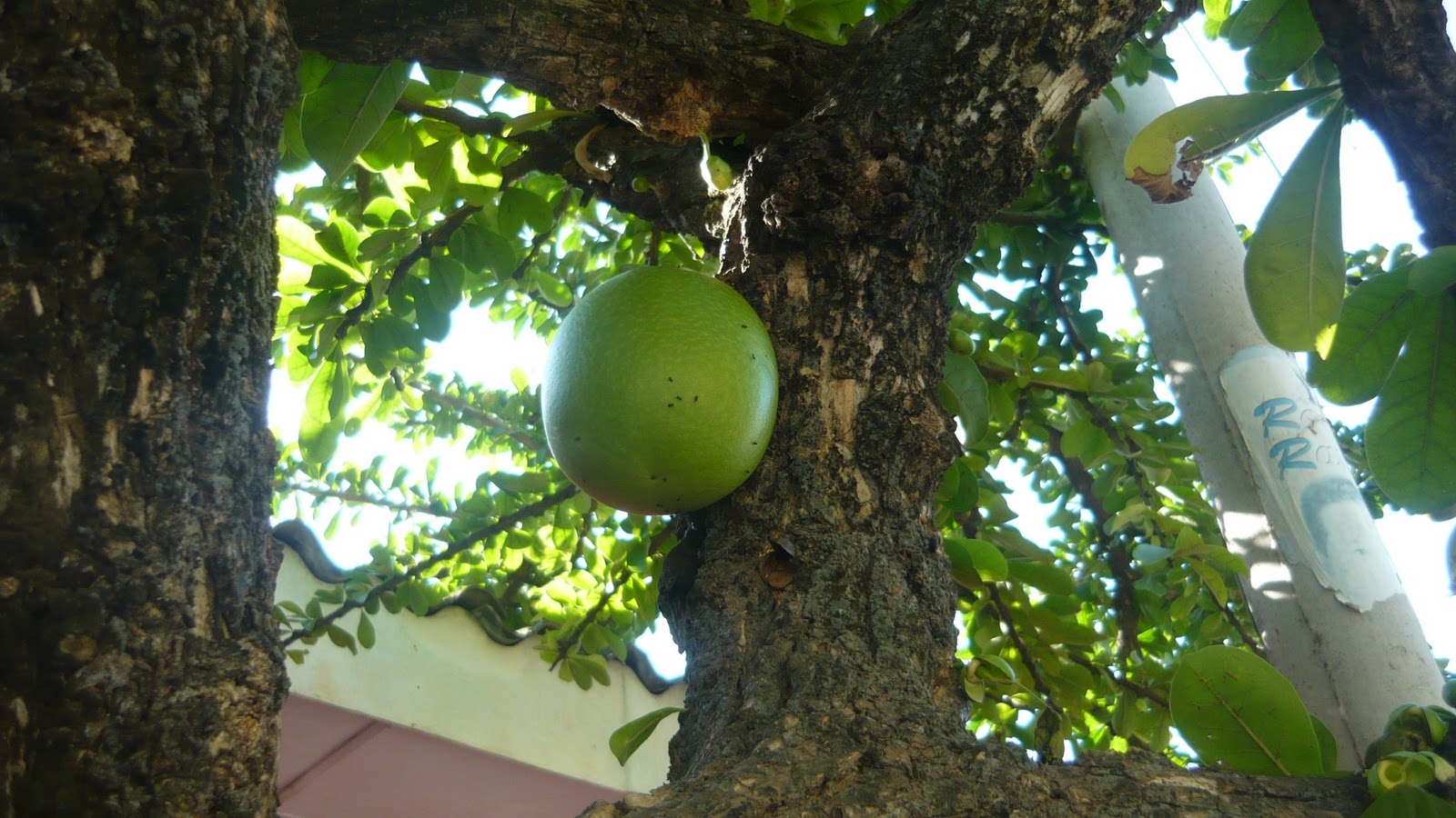 HERBARIO VIRTUAL INEACO: Arbol de Totumo