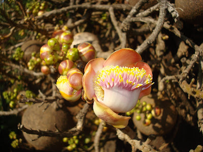 My Photo Blog: Naga Linga tree and its flower