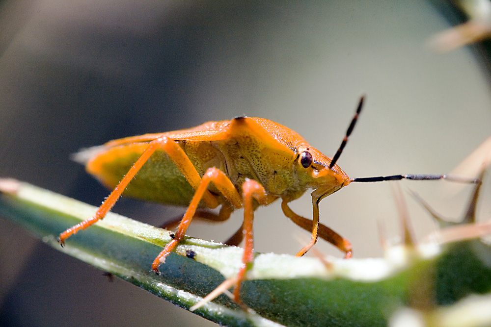 Invertebrados de Huesca: 1/03/11 - 1/04/11