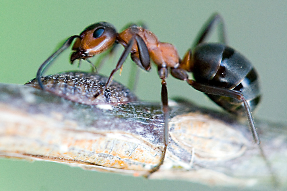 Invertebrados de Huesca: Formica sp