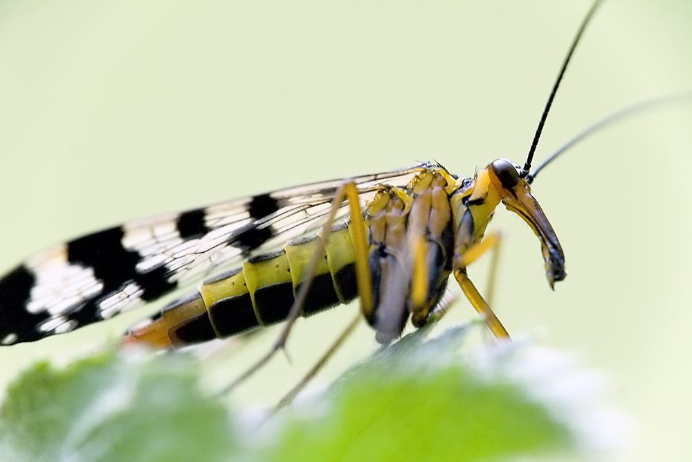 Invertebrados de Huesca: 1/09/11 - 1/10/11