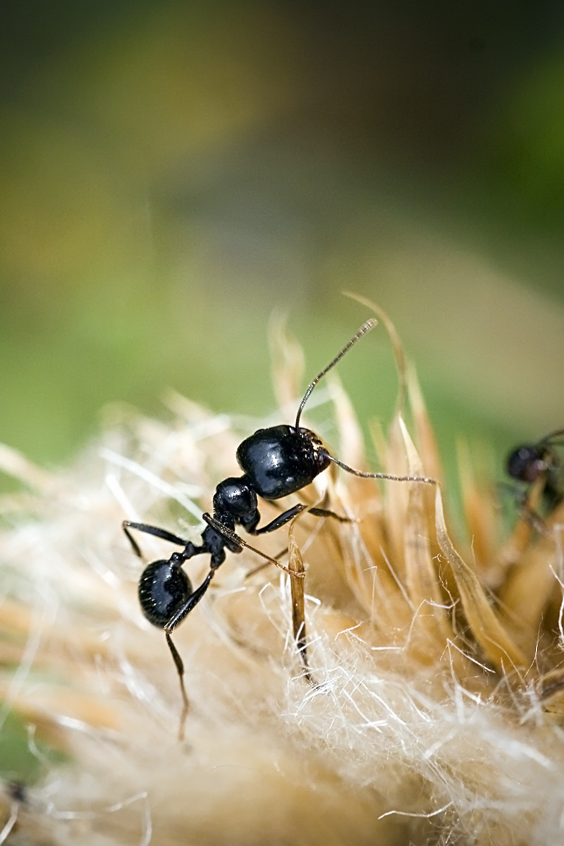 Invertebrados de Huesca: Messor capitatus