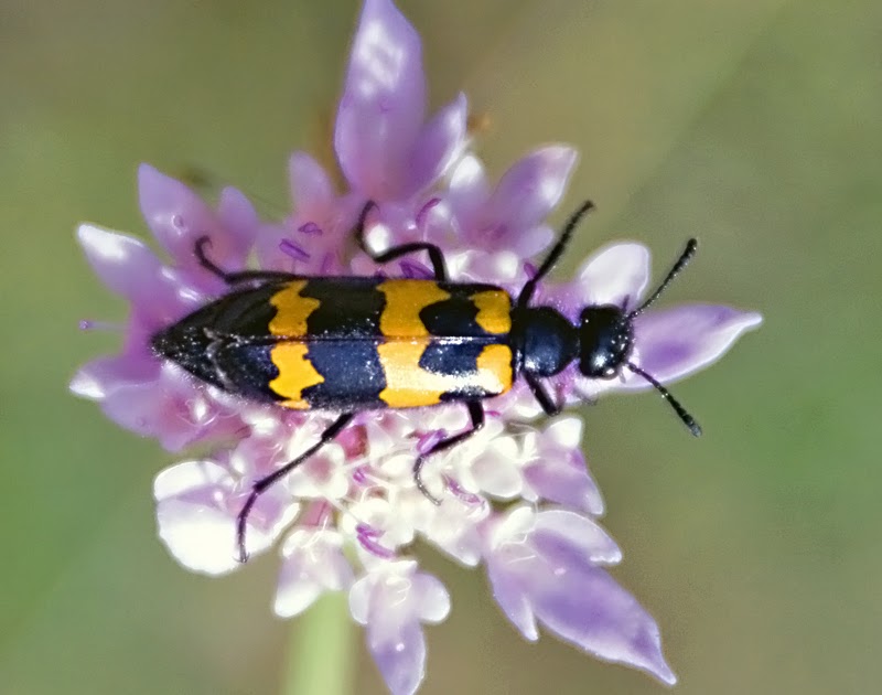 Invertebrados de Huesca: Mylabris variabilis