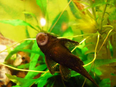 UAE fish identification: Tank sucking catfish