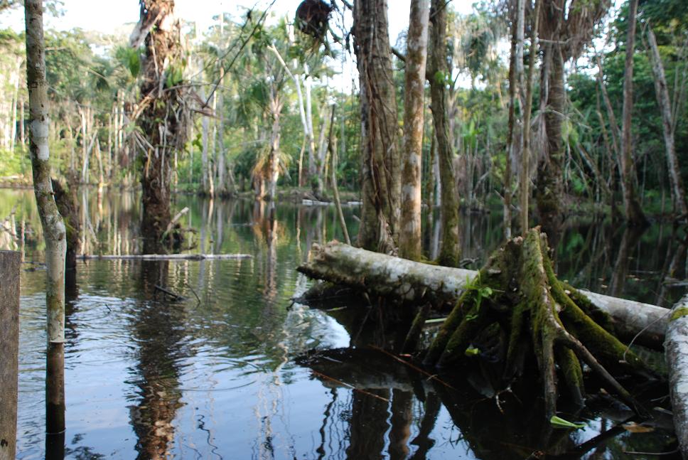 Nacionalidad Cofán: Leyendas Cofanes