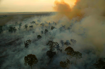 O que fazer?!: O Desmatamento
