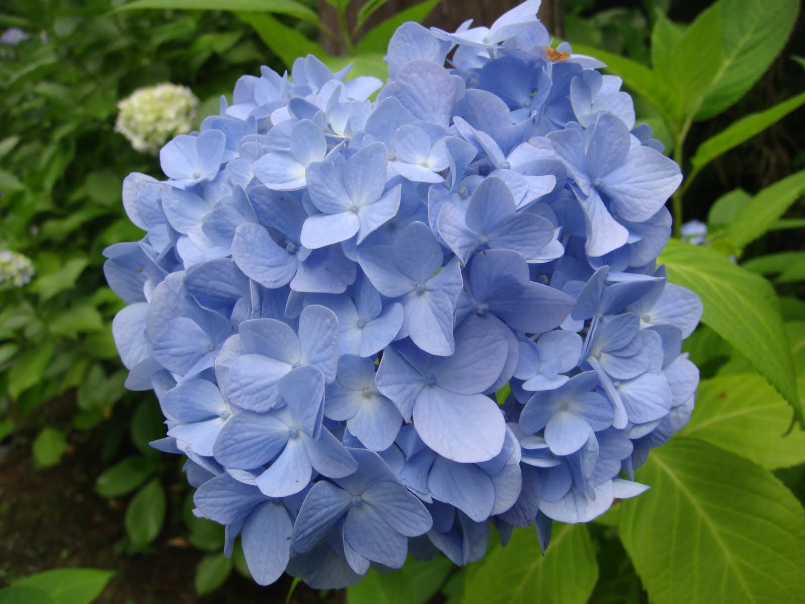Kamakura Hydrangea Tour-This Way! - Passport Diaries