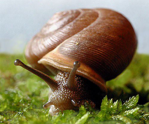 Snail Farming: How to breed land snails