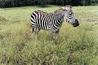 cebra: Habitat de las cebras