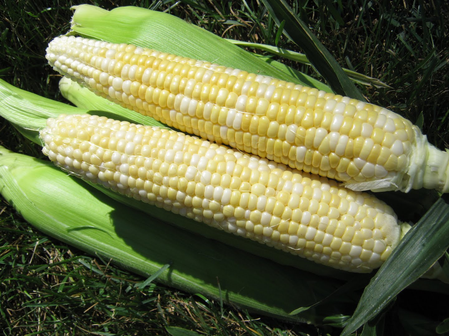 Brady's Bunch of Lorain County Nostalgia: Shucks! Sweet corn season is ...