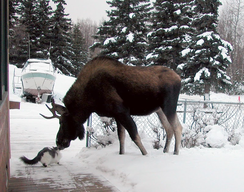 Lets Be Friends Cat And Moose