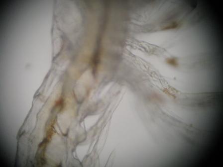 proses perkembangan larva udang dari Nauplius, Zoea, Mysis, Post Larva ...