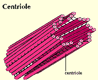 The Cell Sale: Centriole