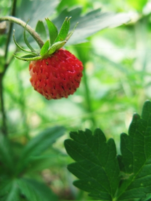 Frânturi de gânduri în imagini: Obraji de fragi