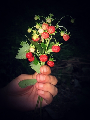 Frânturi de gânduri în imagini: Obraji de fragi