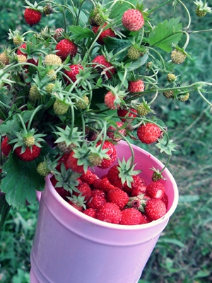 Frânturi de gânduri în imagini: Obraji de fragi