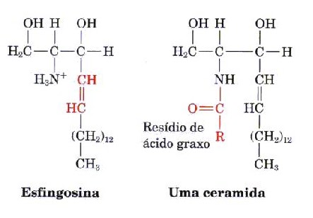Blog de Bioquímica: Lipotoxicidade
