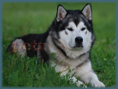 ΣΙΒΗΡΙΚΟ ΧΑΣΚΙ.