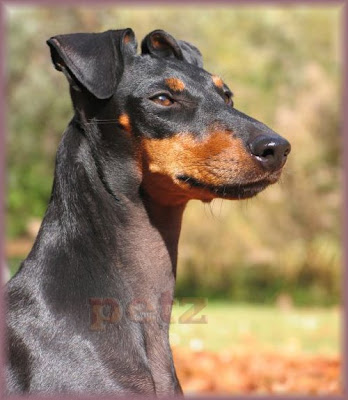 ΑΓΓΛΙΚΟ ΤΟΪ ΤΕΡΙΕ.