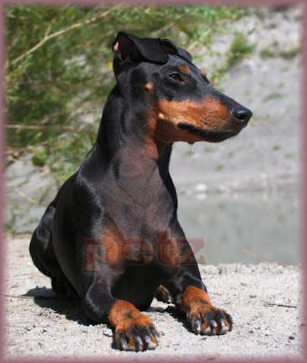 ΑΓΓΛΙΚΟ ΤΟΪ ΤΕΡΙΕ.