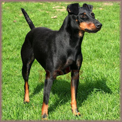 ΑΓΓΛΙΚΟ ΤΟΪ ΤΕΡΙΕ.