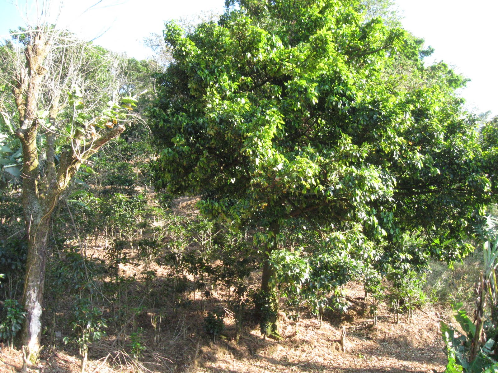 Finca, Cajón de Grecia, Alajuela, Costa Rica.: Árbol de Jorco