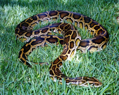 NATURALEZA CIENTÍFICA : LA PITON DE BIRMANA "POR JEFFRY YEAH"