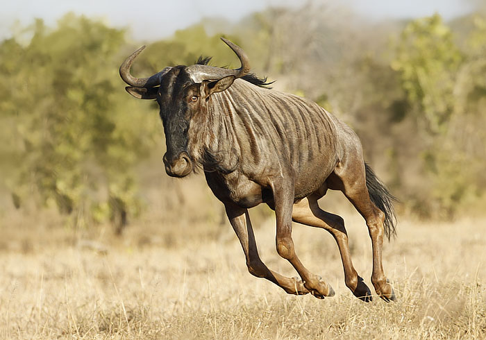 Wild4 African Photographic Safaris: July 2010