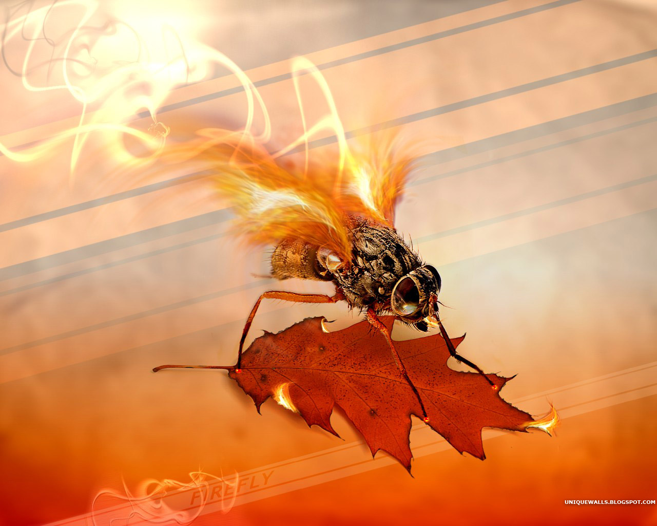 Wikiwalls: Unique Wallpaper- Fire Fly - 1600 X 1200