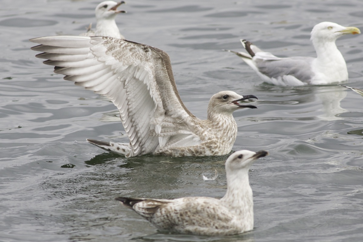 Birding Copenhagen: Caspian Gull juvenile