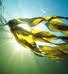 Oceanic Food Web: Decomposers