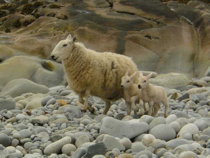 Nova Scotia Island Journal: visit from the sheep breeders association