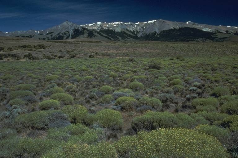 Chile y más: Hábitats de Chile: Estepa patagónica