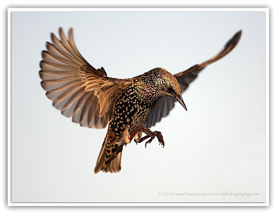 Fraser's Birding Blog: Starlings in flight