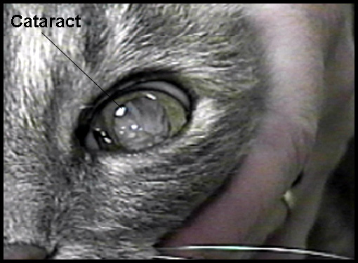 pet cats: Some Problems About Cat Cataracts