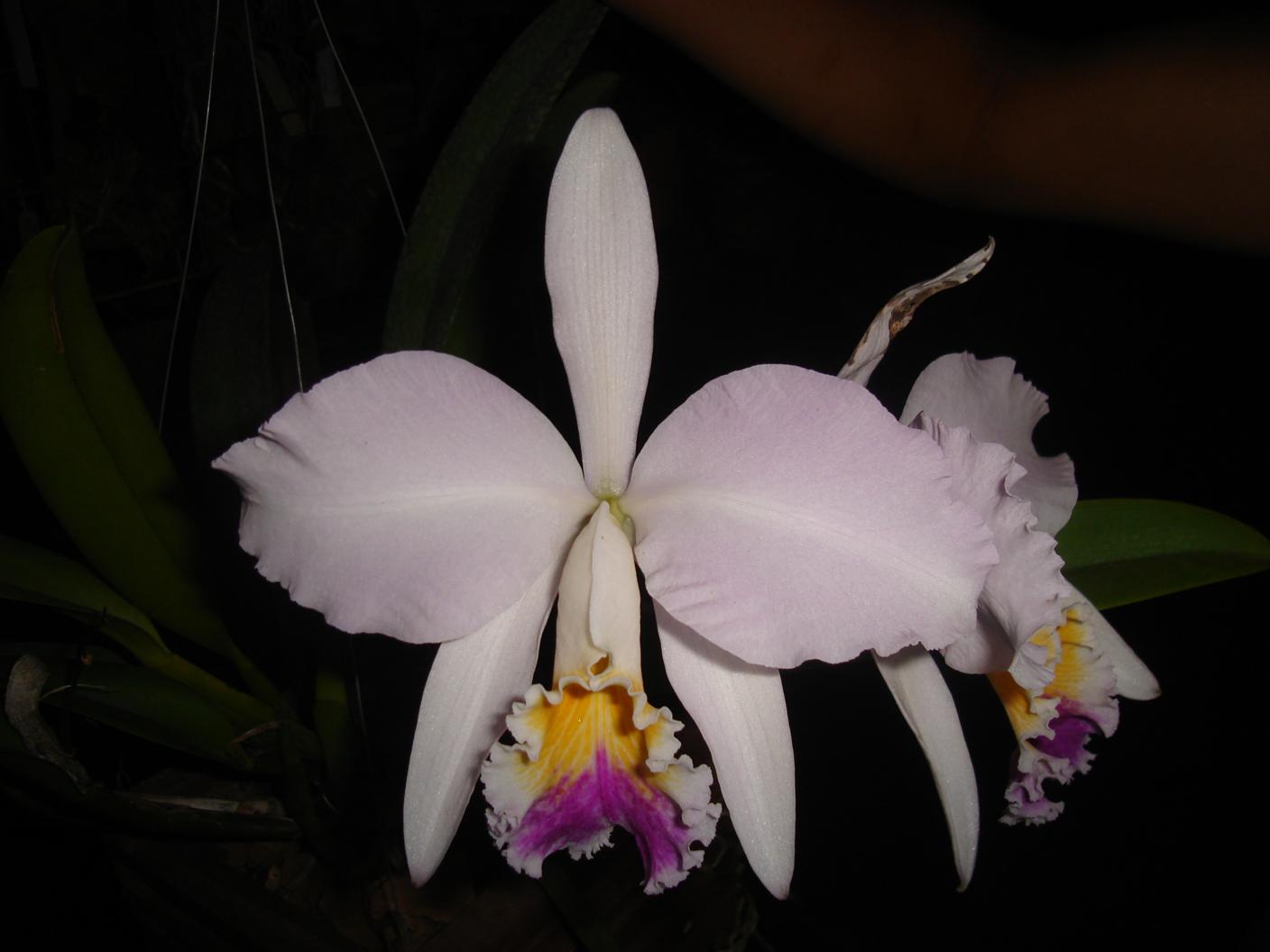 GALLERANI ORQUÍDEAS