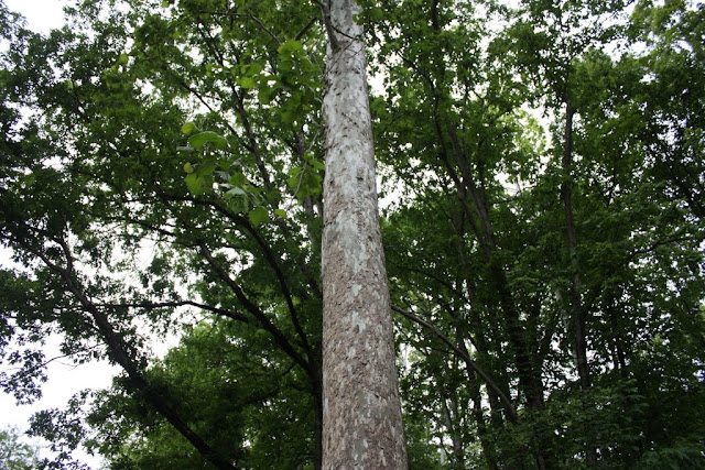 The Queen of Seaford: Tuesday's Trees- Sycamore, Plantanus occidentalis