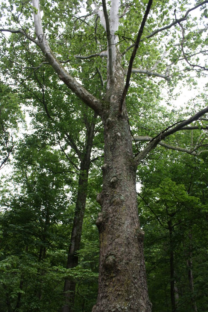 The Queen of Seaford: Tuesday's Trees- Sycamore, Plantanus occidentalis