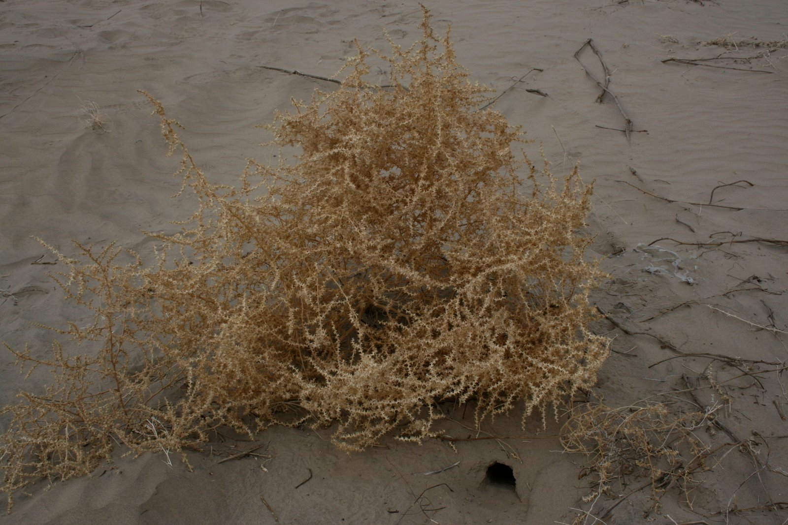 Walking Arizona: Tumblin' Tumbleweeds