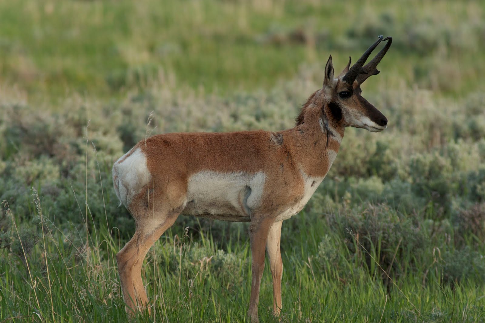 Bill of the Birds on Blogspot: Bill of the...Mammals?