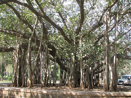 Traveller's Tales: Banyan Trees in Pune