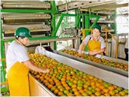 FRUIT BANG: JUGO DE NARANJA