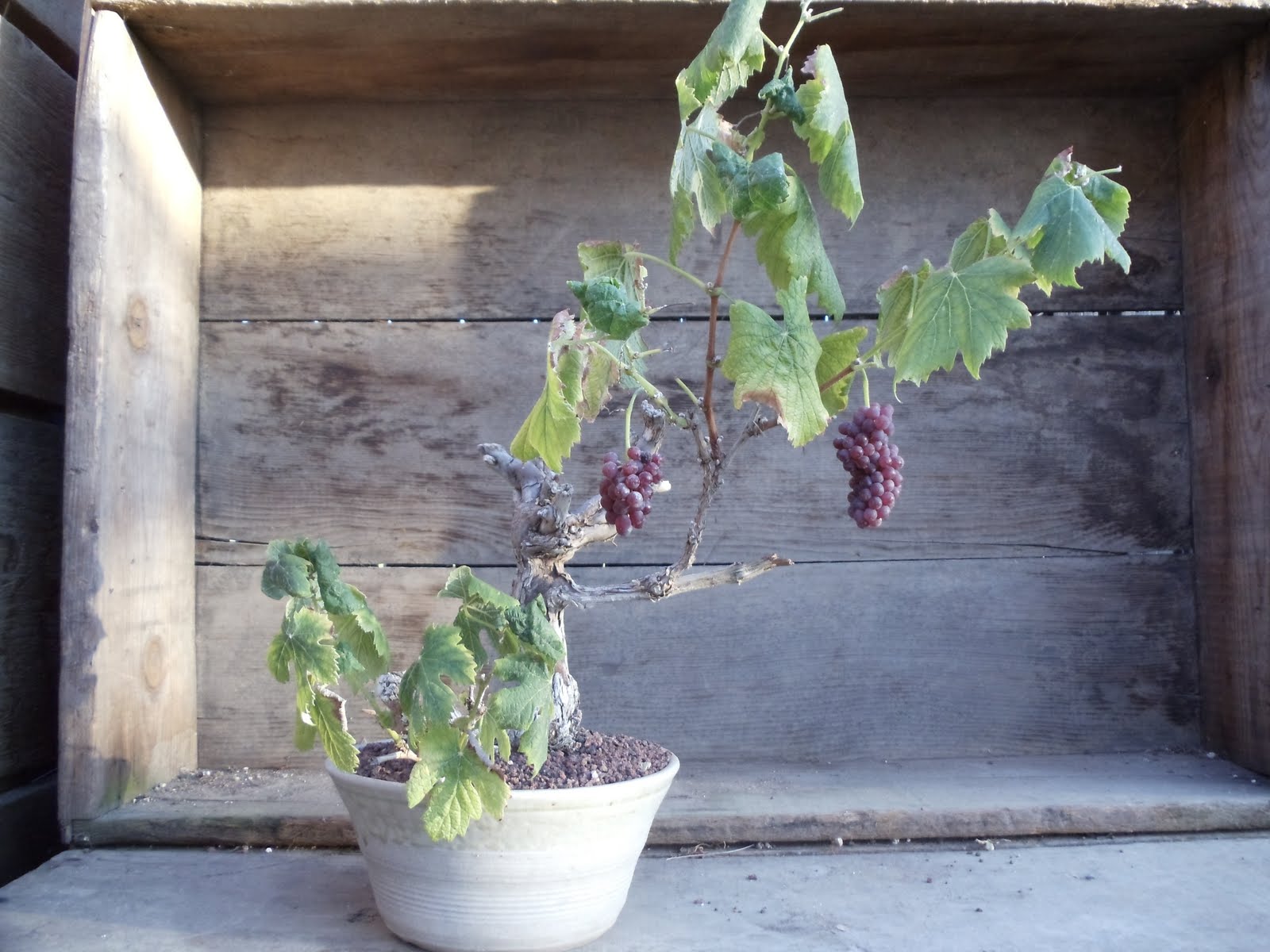Stevesbonsai: grape bonsai