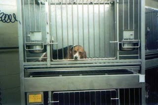 libertad animal ya!!!: SHAC ( stop huntingdon animal cruelty )contra la ...