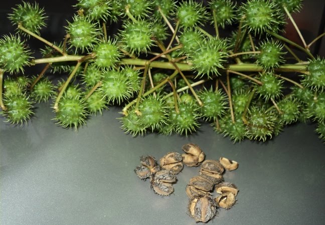 Borneo Castor Farming: Local Castor Plant at Tanjung Aru, K.K.